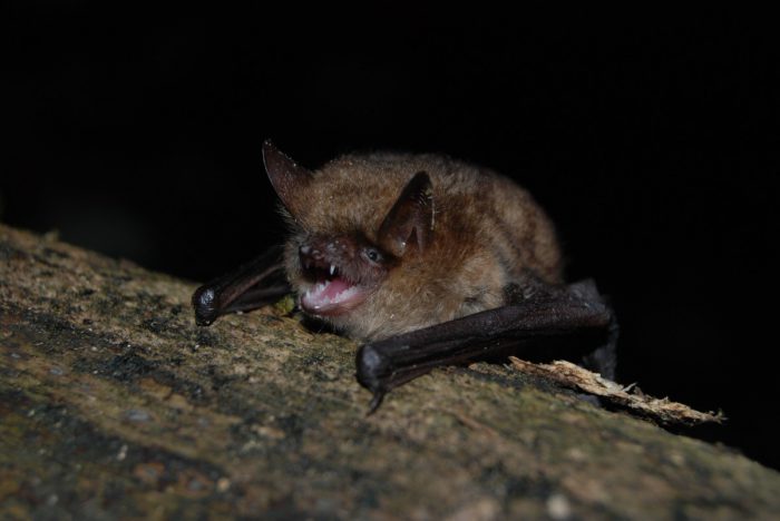 Verein : Fledermaus